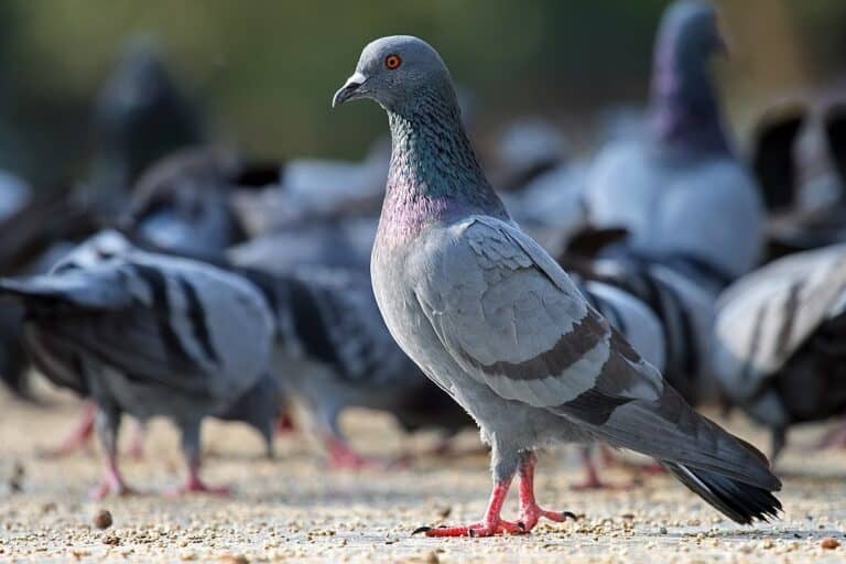 Prinsip Sarang Merpati (PIGEON HOLE PRINCIPLE) - Sinotif