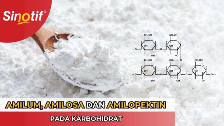 Amilum, Amilosa dan Amilopektin - Sinotif